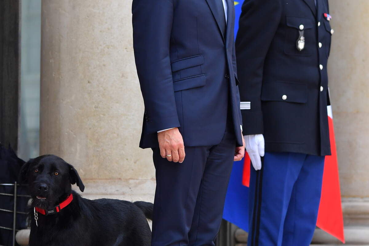 Emmanuel et Brigitte Macron : découvrez Nemo, le chien du couple ...