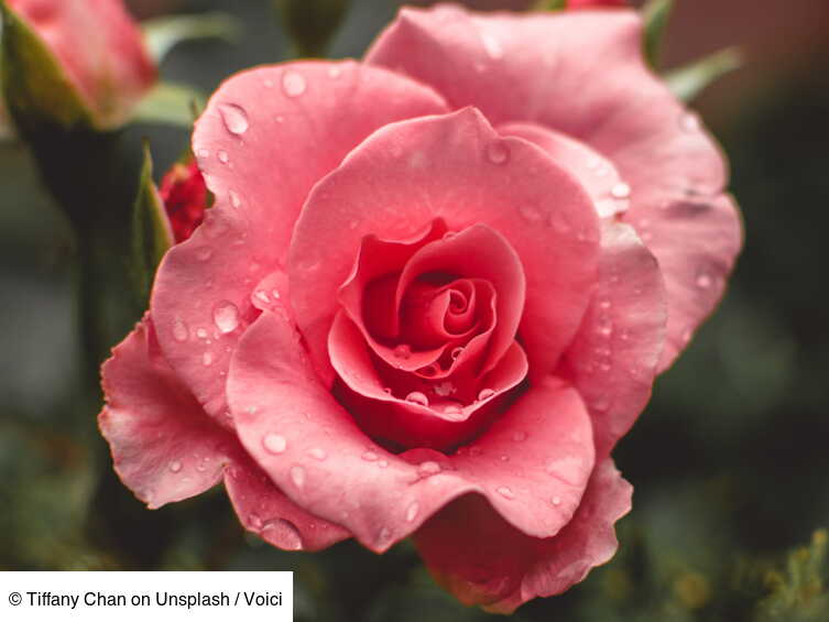 Découvrez toutes les vertus beauté de la rose - Voici