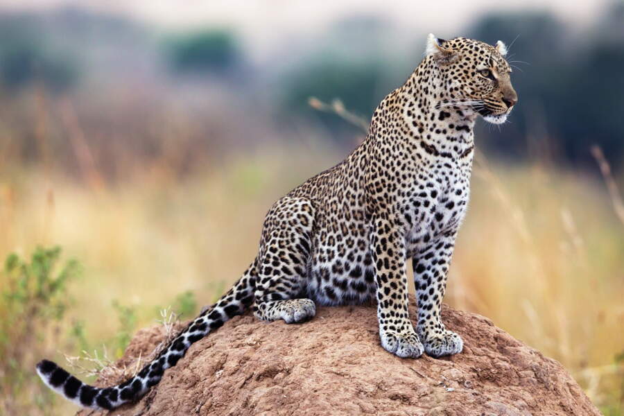 Ces stars qui ont adopté des animaux très insolites - Voici