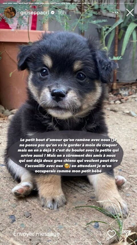 Giuseppa : cette « bonne action » qu'elle s'apprête à faire pour un adorable chien abandonné - Voici