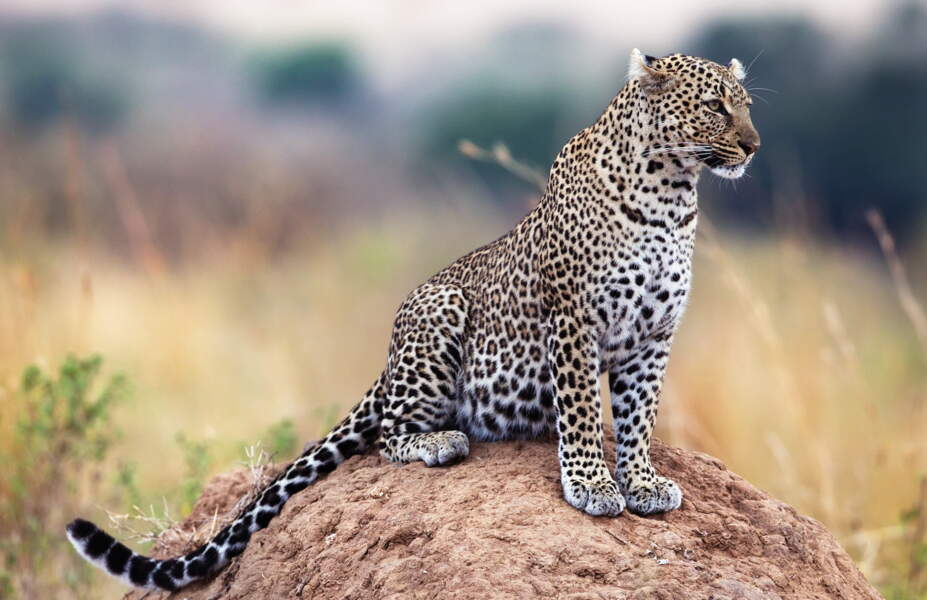 Ces stars qui ont adopté des animaux très insolites - Voici